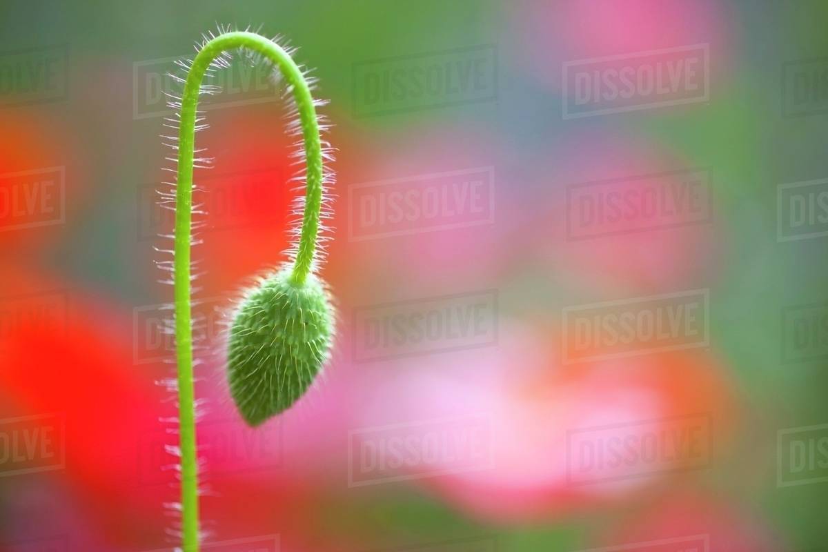 The Bud Of A Wildflower In Columbia River Gorge National Scenic Area ...