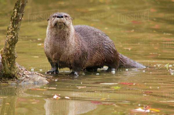River Otter At Oaks Bottom Wildlife Refuge; Portland, Oregon, Usa ...