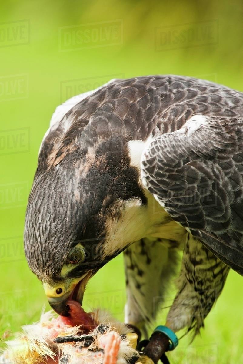 Peregrine Falcon (Falco Peregrinus) Eating It's Prey; Windermere ...