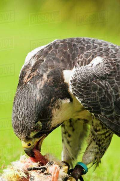 Peregrine Falcon (Falco Peregrinus) Eating It's Prey; Windermere ...