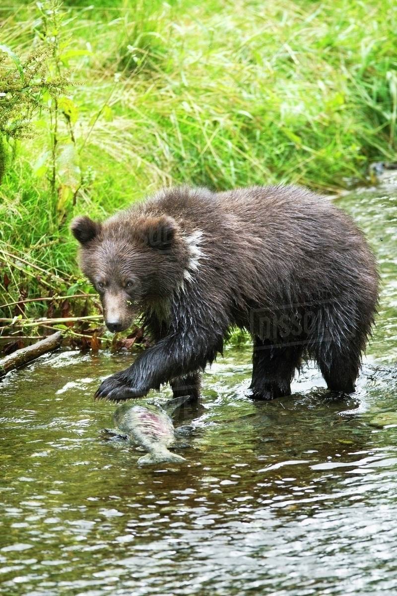 Grizzly Cub Catching Fish In Fish Creek; Hyder, Alaska, Usa - Stock ...
