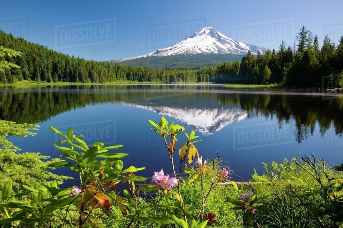 Reflection Of Mount Hood In Trillium Lake In The Oregon Cascades ...
