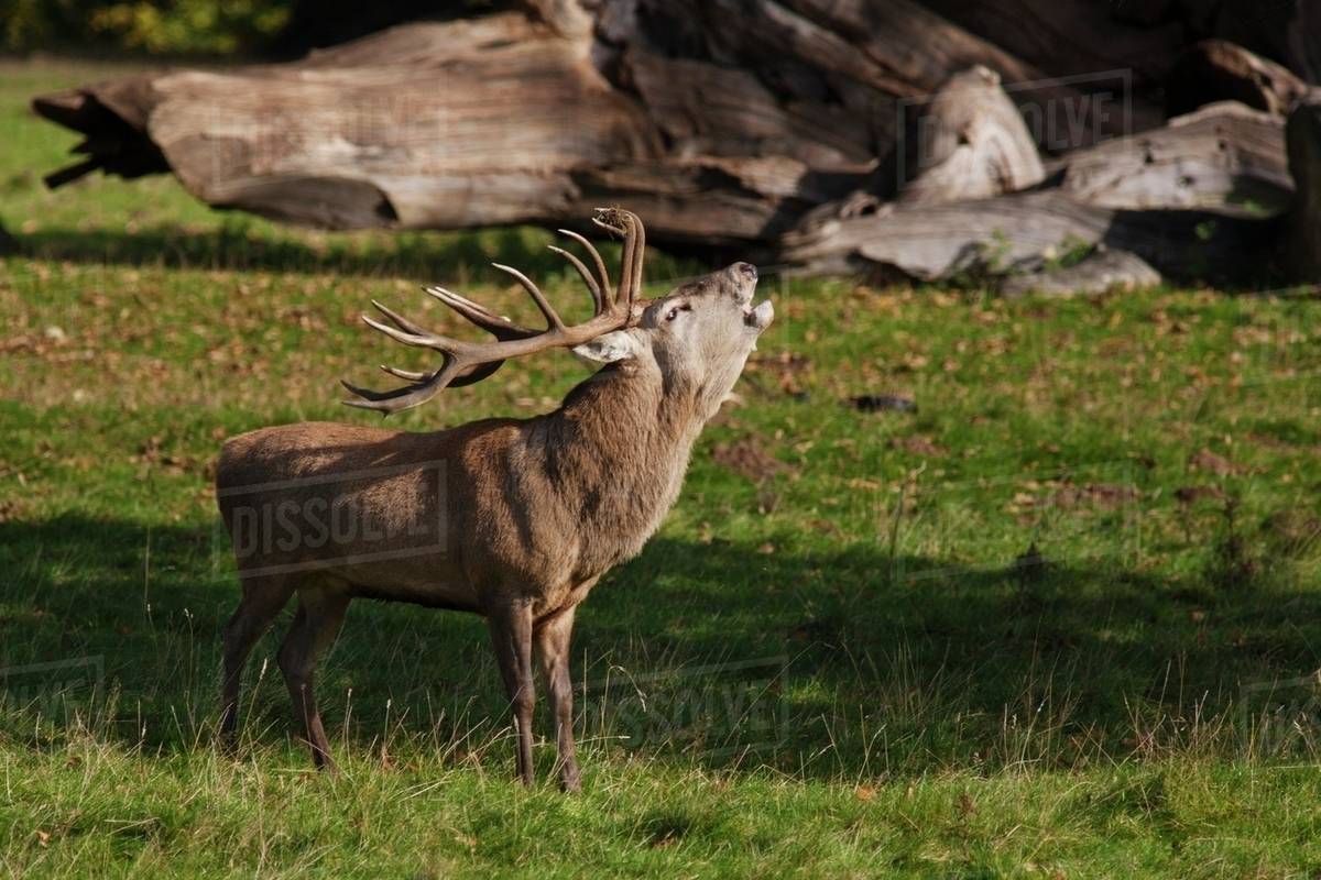 A Male Deer (Cervidae) Standing In A Field And Calling; North Yorkshire ...