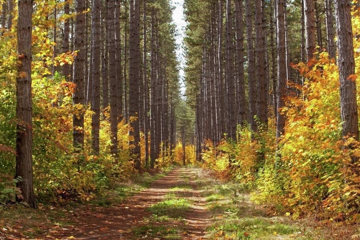 Path Into The Forest In Autumn; Sault St. Marie, Ontario, Canada ...