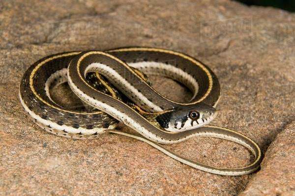 Western Blackneck Garter Snake, (Thamnophis Cyrtopsis Cyrtopsis), Santa ...