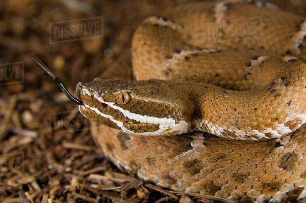 Arizona Ridge-Nosed Rattlesnake (Crotalus Willardi) - Stock Photo ...