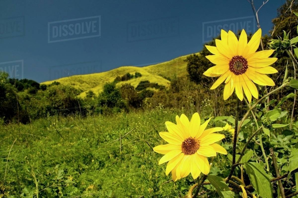 Yellow Daisies In A Field, California, United States Of America - Stock ...