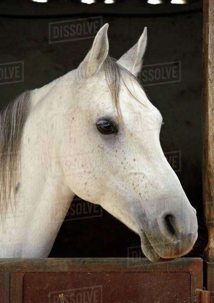 Grey Horse In A Stable - Royalty-free Stock Photo | Dissolve
