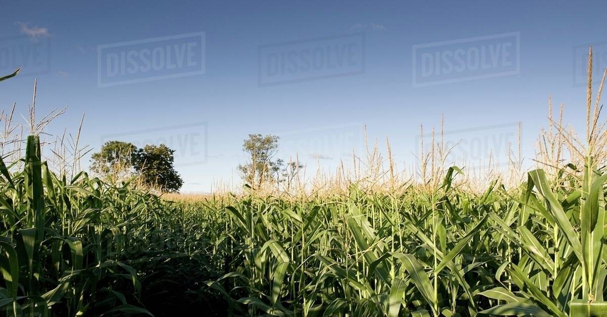 Muskokas, Ontario, Canada; Corn Field - Royalty-free Stock Photo | Dissolve
