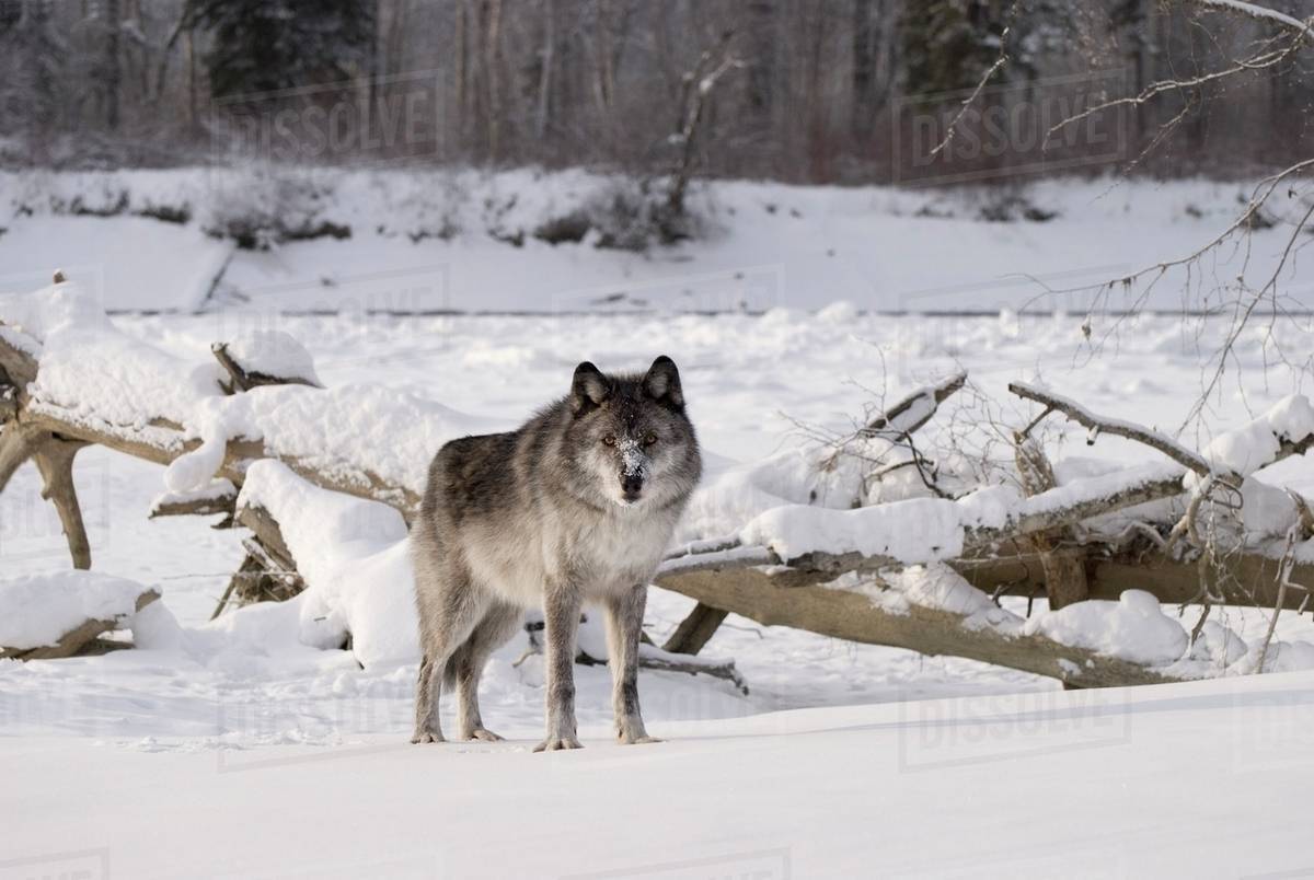 Wolf In The Snow - Royalty-free Stock Photo | Dissolve