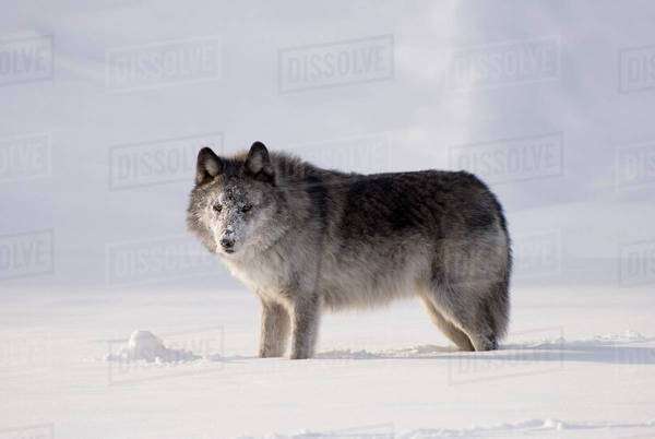 Wolf In The Snow - Royalty-free Stock Photo | Dissolve