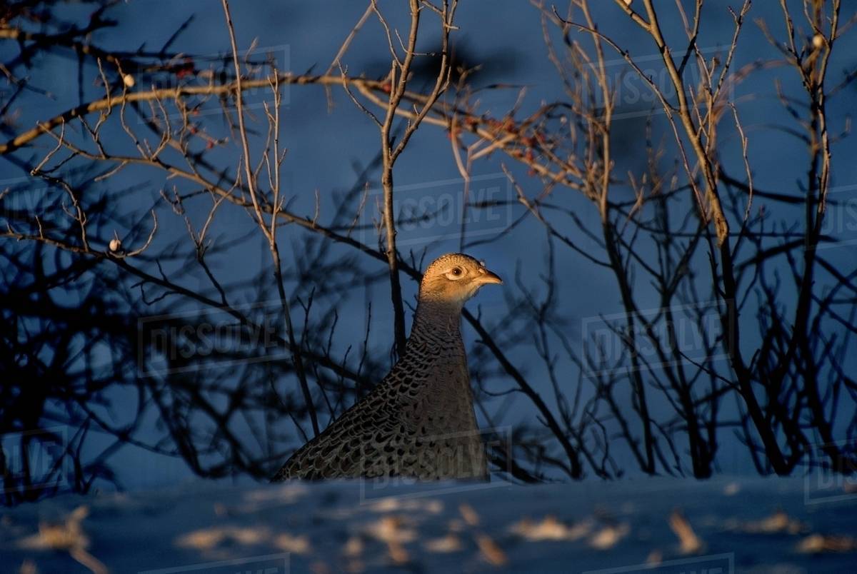 Alberta, Canada; Female Ring-Necked Pheasant - Stock Photo - Dissolve