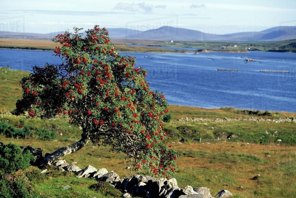 Rowan Trees, Near Achill Island; Co Mayo, Ireland - Stock Photo - Dissolve