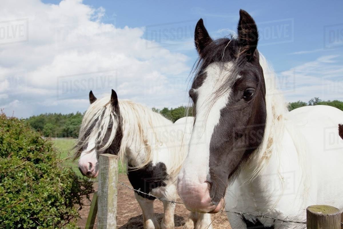 Horses Looking Over A Fence - Royalty-free Stock Photo | Dissolve