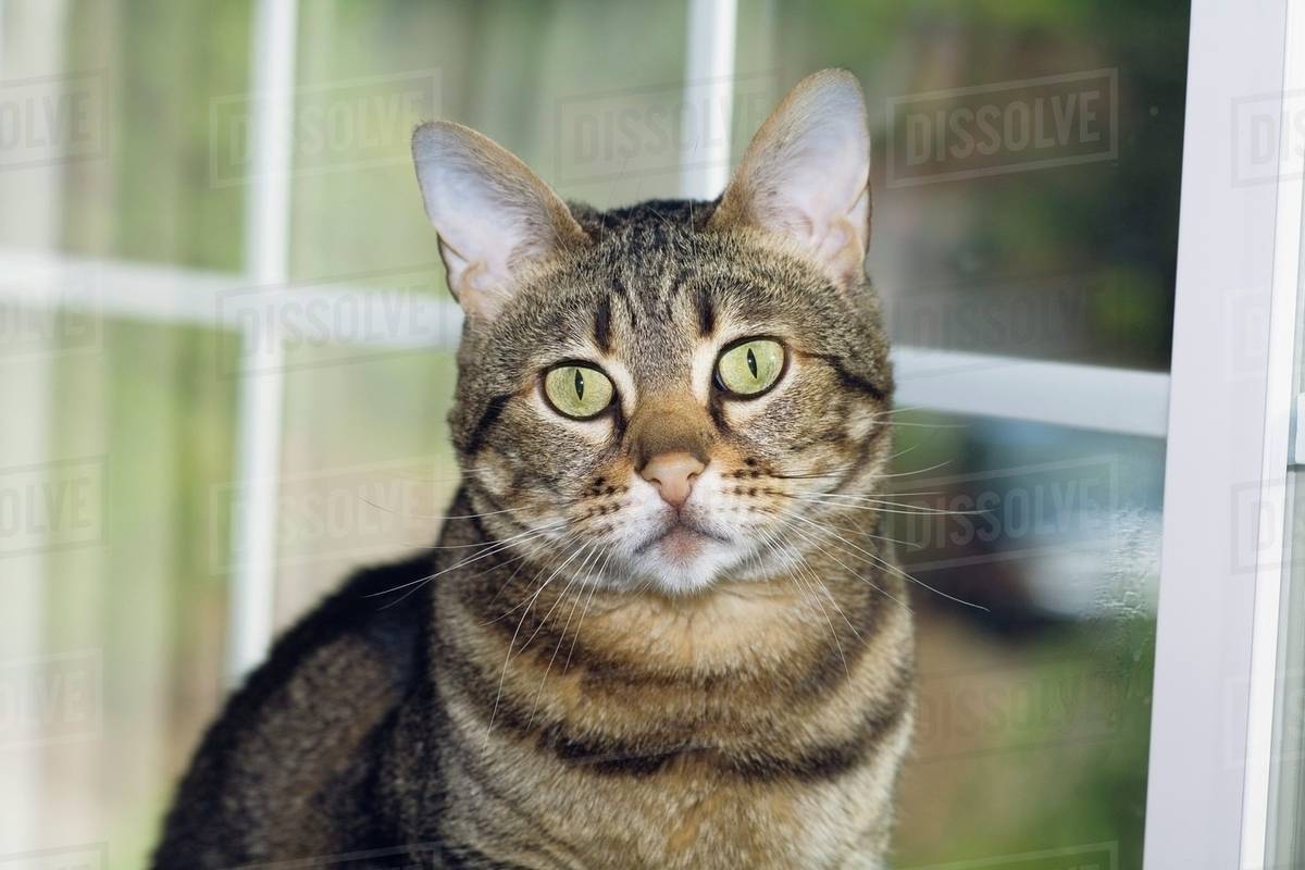 Portrait Of Sad-Looking Cat - Royalty-free Stock Photo | Dissolve