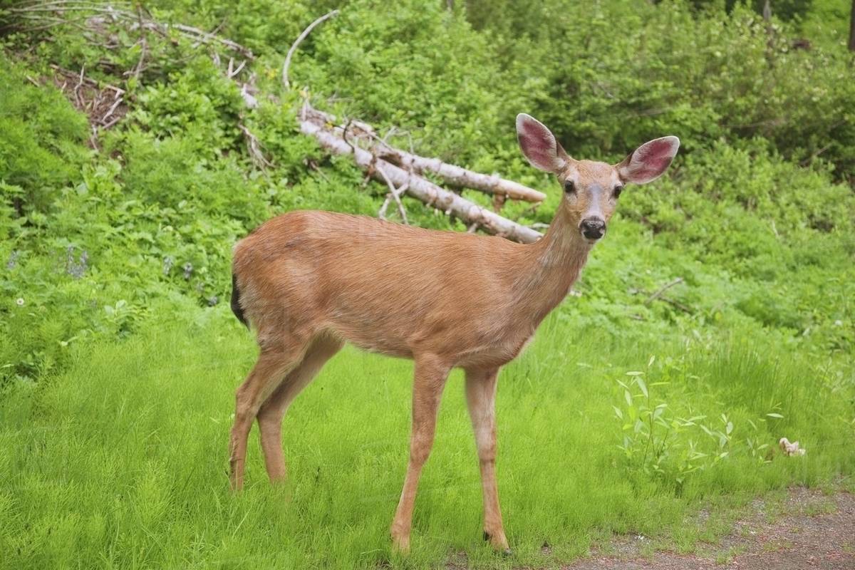 Deer Watching - Royalty-free Stock Photo | Dissolve
