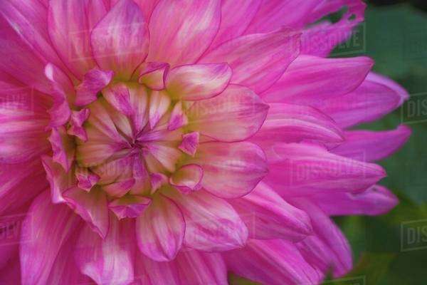 Pink Flower - Stock Photo - Dissolve