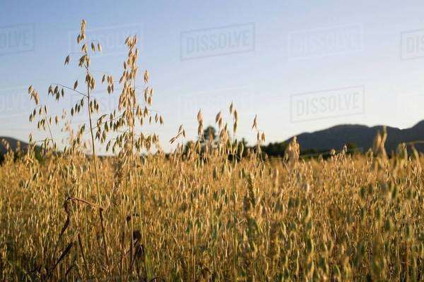 Oat Field - Royalty-free Stock Photo | Dissolve