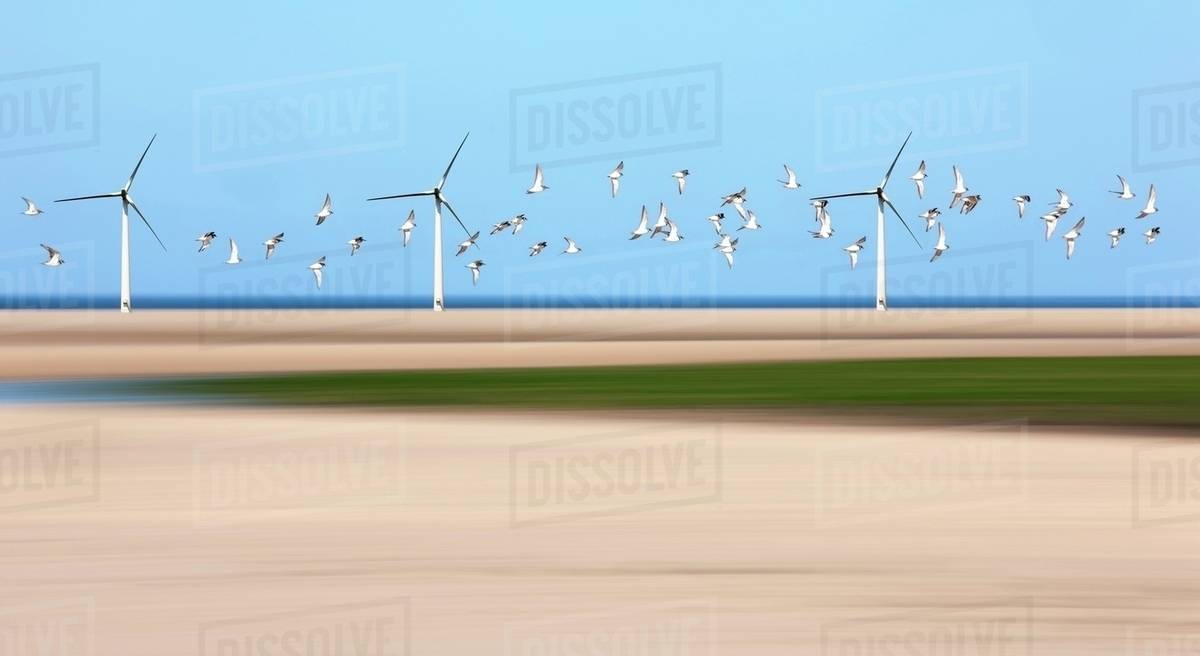 Birds Flying Through Wind Turbines - Royalty-free Stock Photo | Dissolve