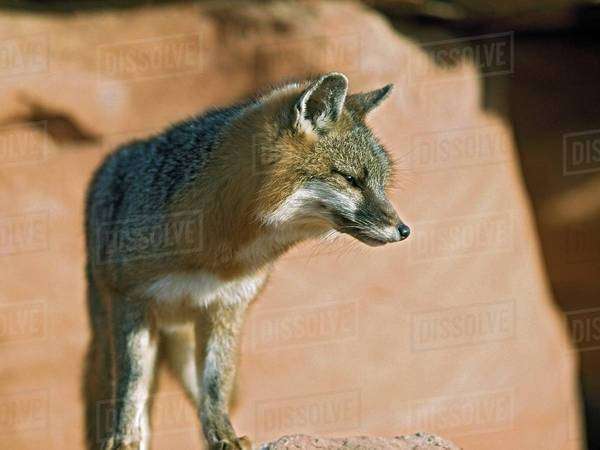 Gray Fox (Urocyon Cinereoargenteus); Utah, Usa - Royalty-free Stock ...