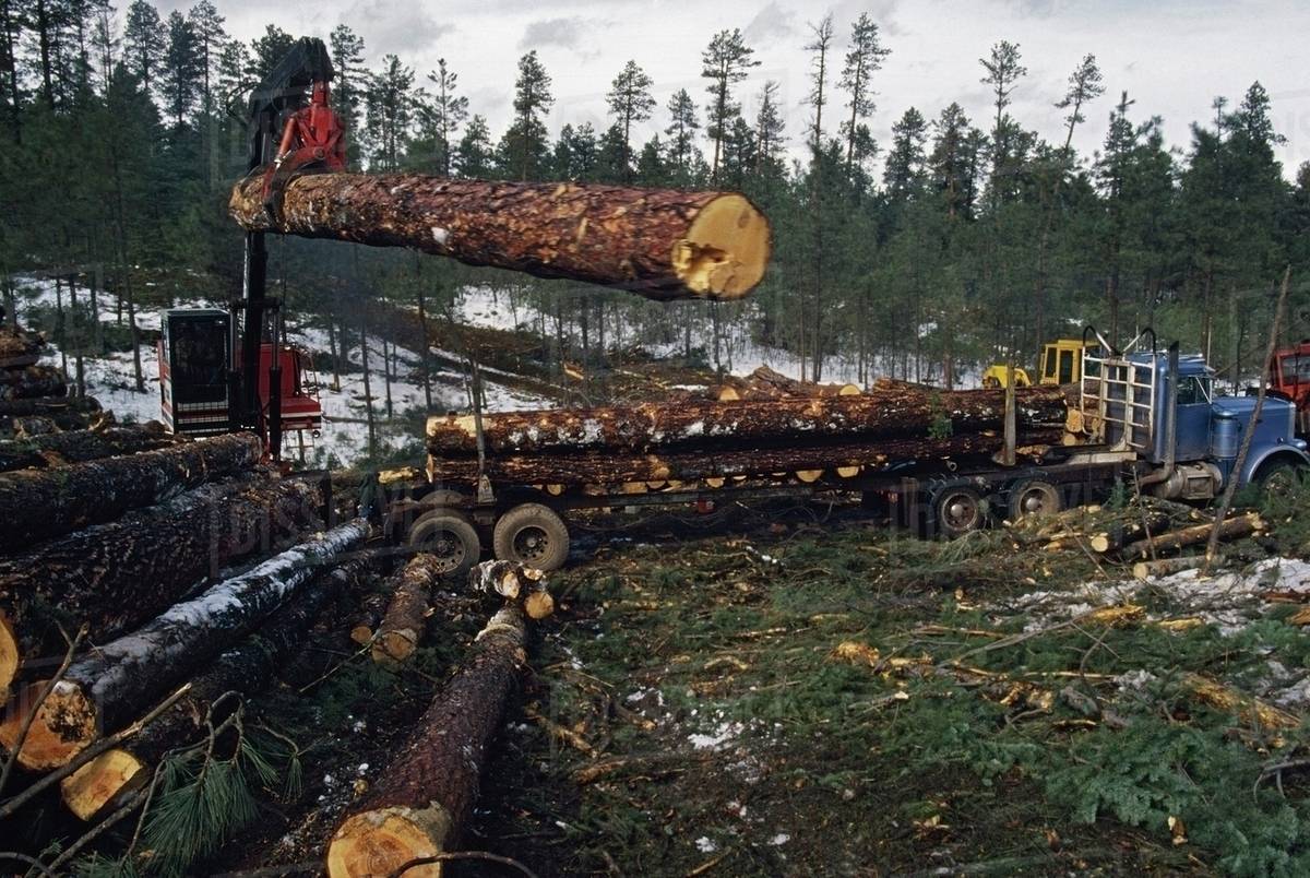 Loader Lifting Ponderosa Pine Log (Pinus Ponderosa) Onto Truck For ...