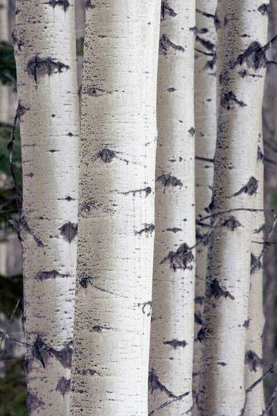 White Birch Tree Trunks - Stock Photo - Dissolve