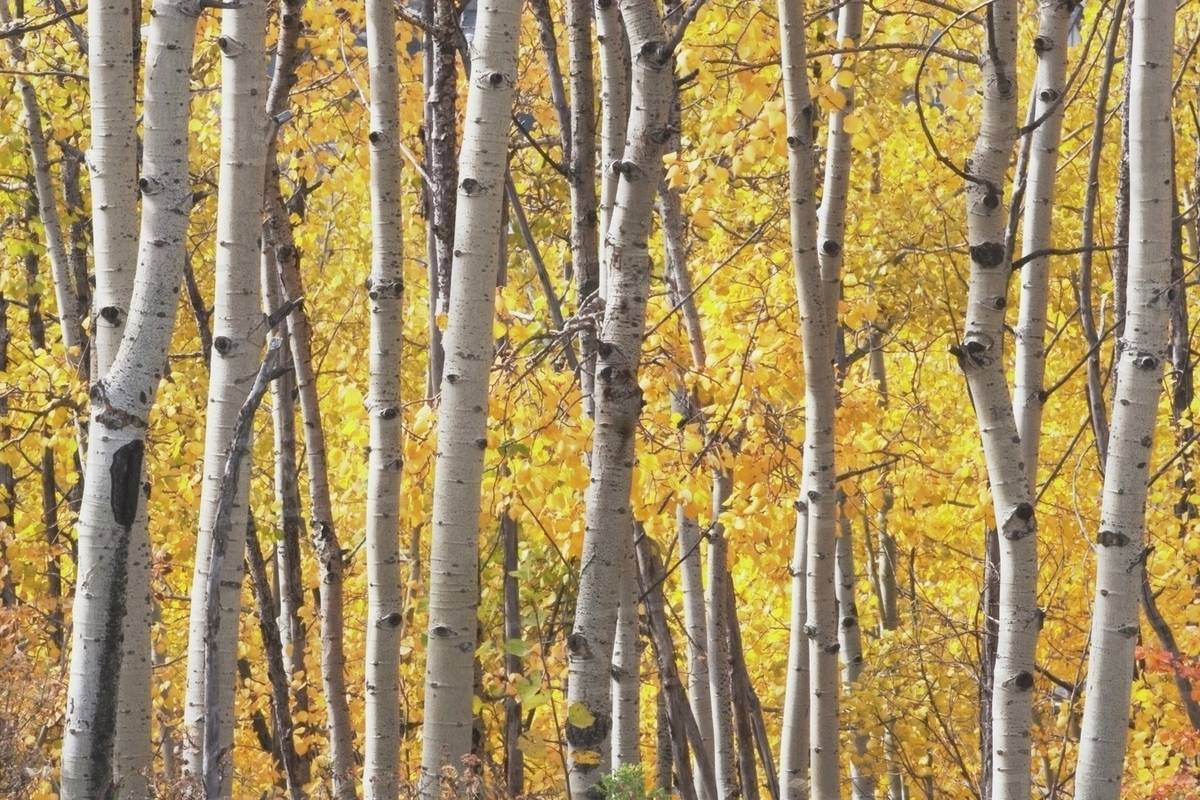 Kananaskis Country, Alberta, Canada; Aspen Trees In Autumn - Stock ...