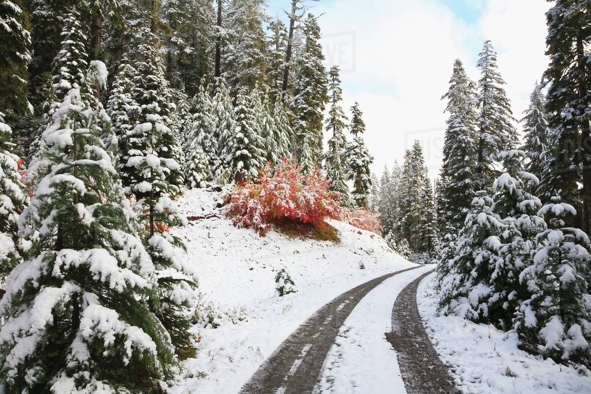 Winter Road, Mount Hood National Forest, Oregon Cascades, Oregon, Usa ...