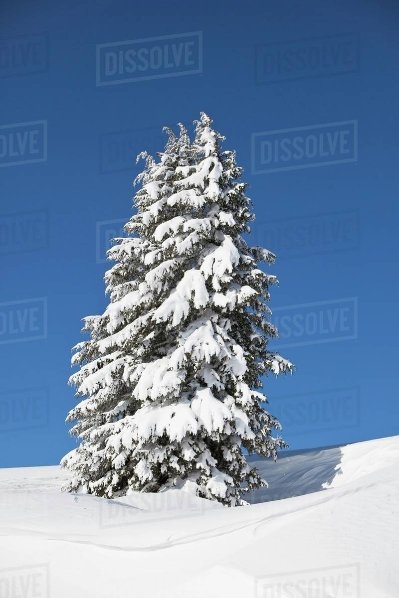 Heavy Snow On Trees, Timberline, Mount Hood, Oregon Cascades, Oregon ...