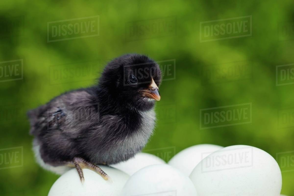 Five Day Old Araucana Chick On Unhatched Eggs - Stock Photo - Dissolve