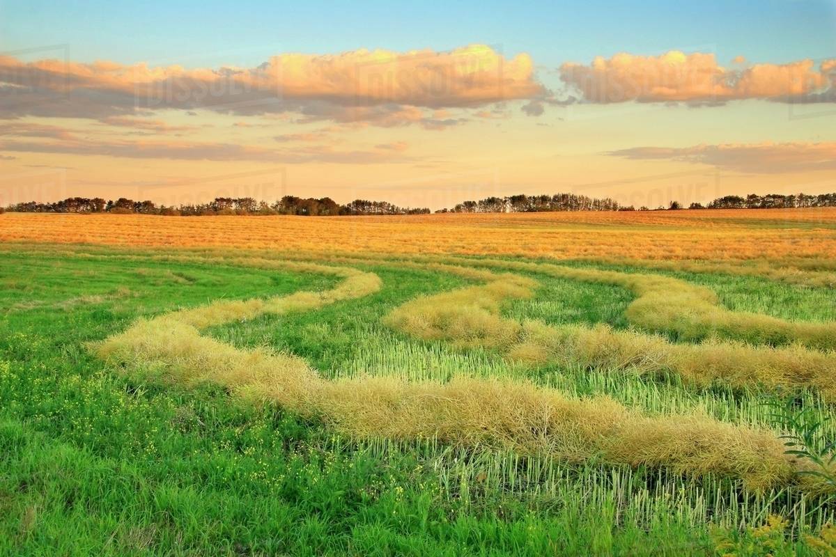 Sunset Clouds Above Farm Field In Late Summer - Royalty-free Stock ...