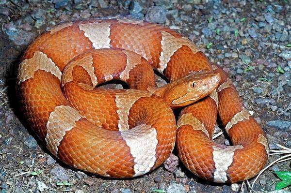 A Transpecos Copperhead, Coiled - Stock Photo - Dissolve