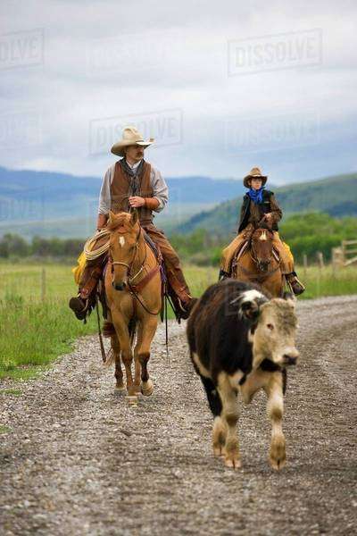 Cowboys Herding Cattle, Southern Alberta, Canada - Royalty-free Stock ...