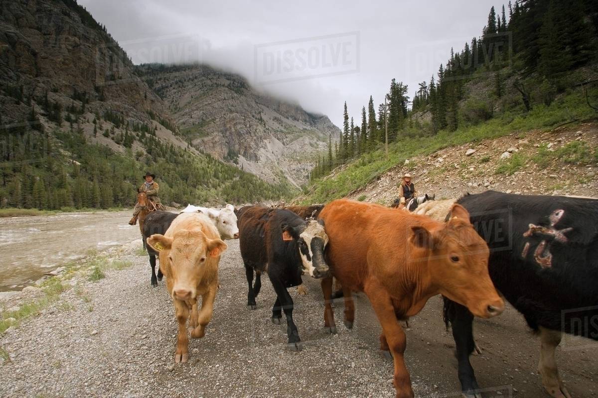 Cowboys Herding Cattle, Southern Alberta, Canada - Royalty-free Stock ...
