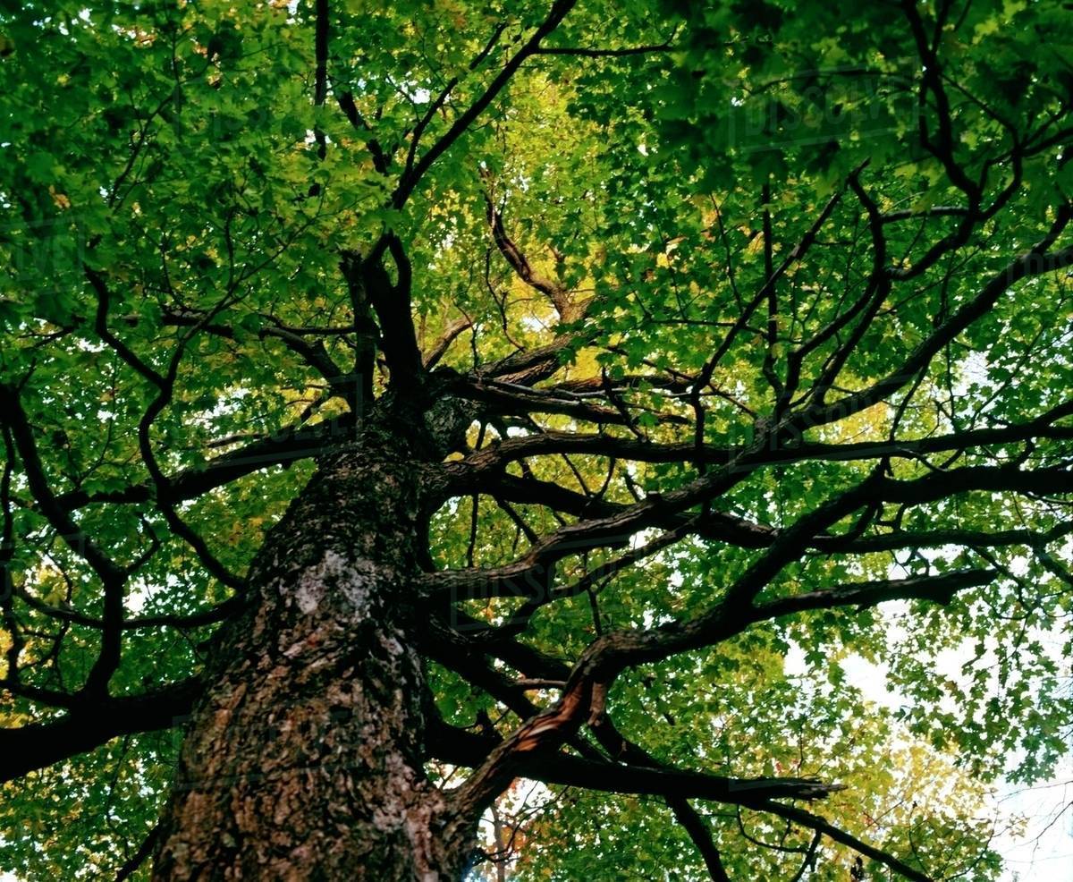 Tree, Low Angle View - Royalty-free Stock Photo | Dissolve