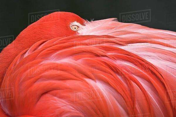 Close Up Of A Flamingo Resting Its Head On Its Back - Royalty-free ...