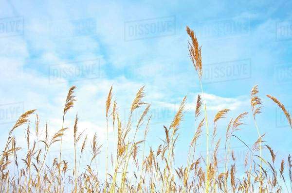Wheat Blowing In The Wind - Royalty-free Stock Photo | Dissolve