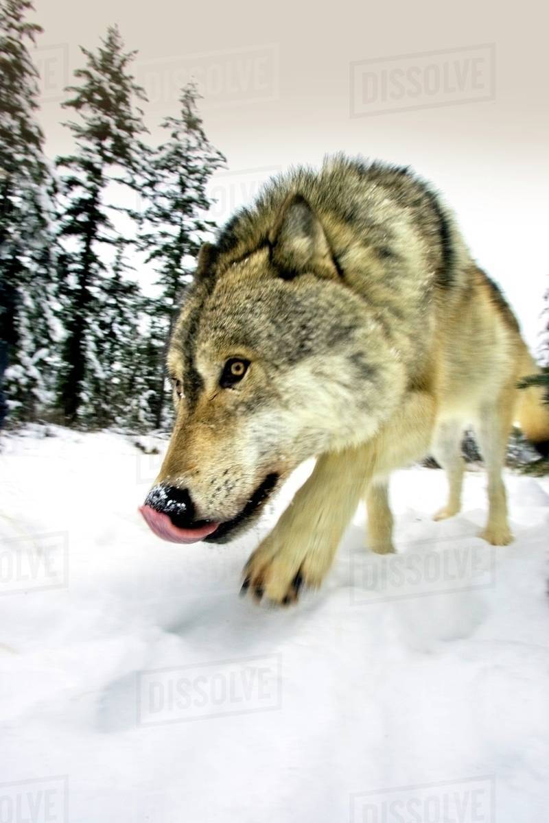 Wolf On The Prowl - Royalty-free Stock Photo | Dissolve