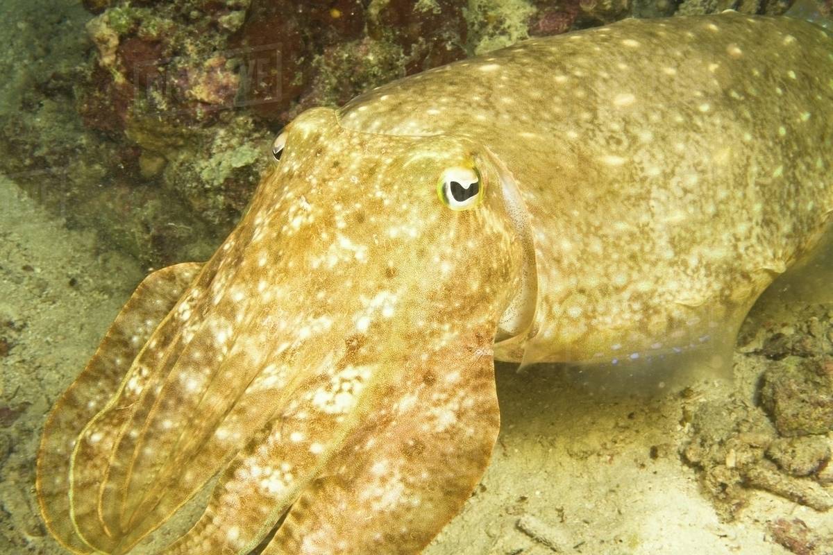 Broadclub Cuttlefish - Royalty-free Stock Photo | Dissolve