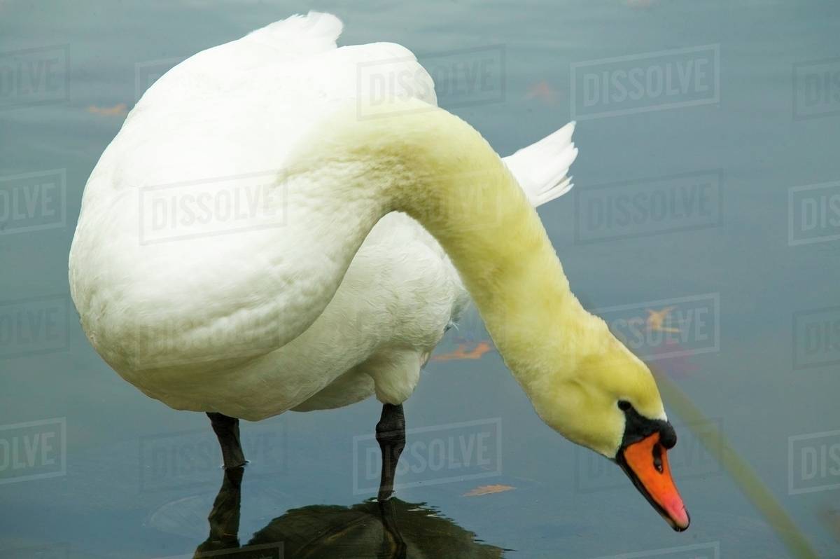 Swan (Anserinae Cygnus) - Royalty-free Stock Photo | Dissolve