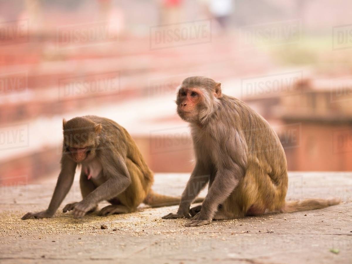 Monkeys - Royalty-free Stock Photo | Dissolve