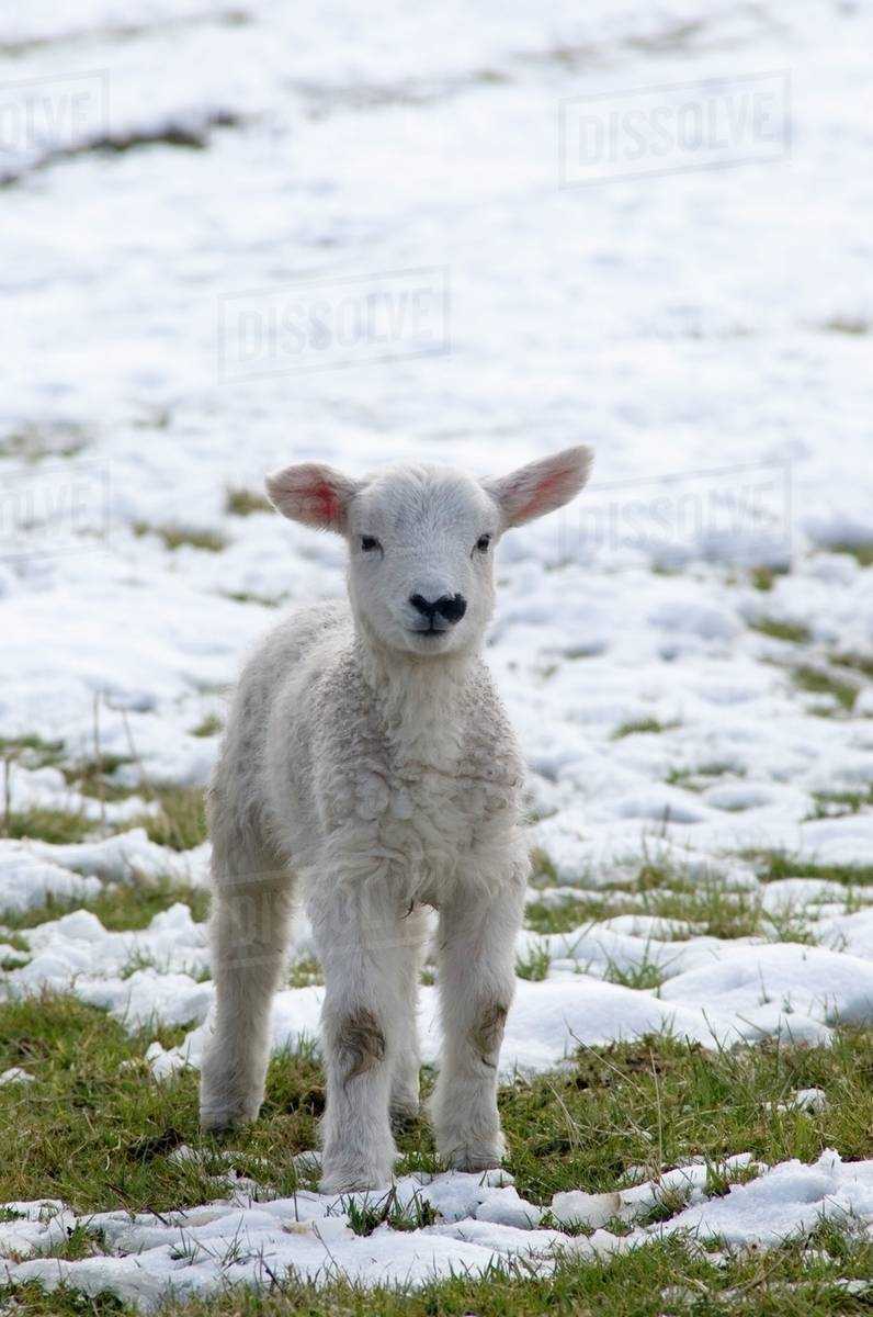 Lamb In Snow - Stock Photo - Dissolve