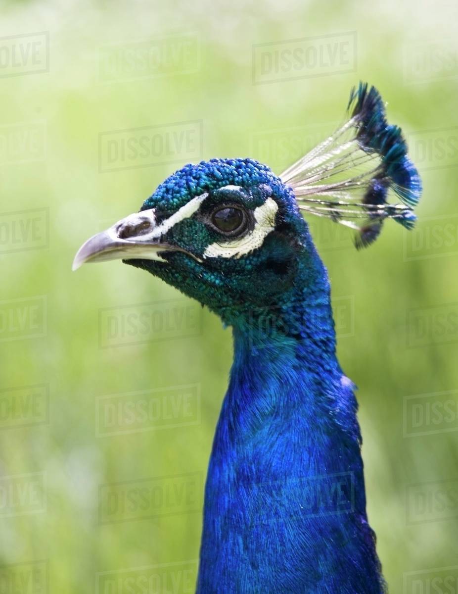 Peacock Head - Royalty-free Stock Photo | Dissolve