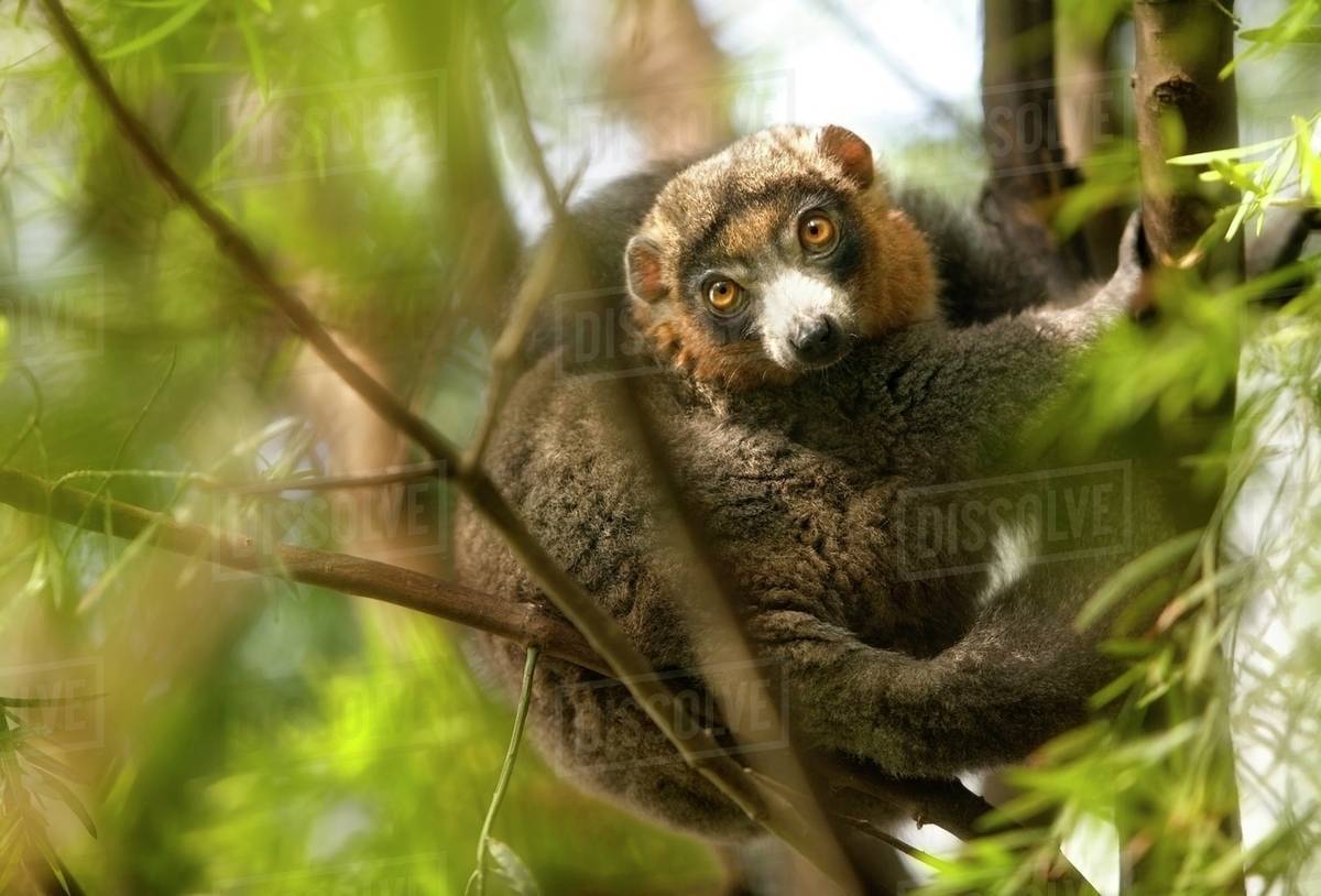 Monkey In Tree - Royalty-free Stock Photo | Dissolve