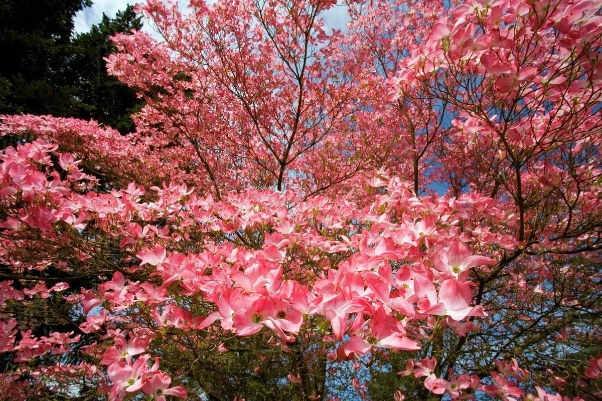 Spring Dogwood Tree - Stock Photo - Dissolve