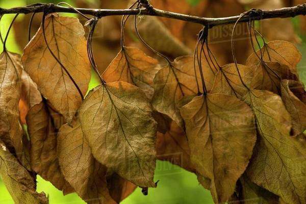 Dead Leaves On A Branch - Royalty-free Stock Photo | Dissolve