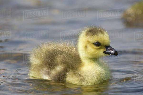 Duckling Swimming - Stock Photo - Dissolve