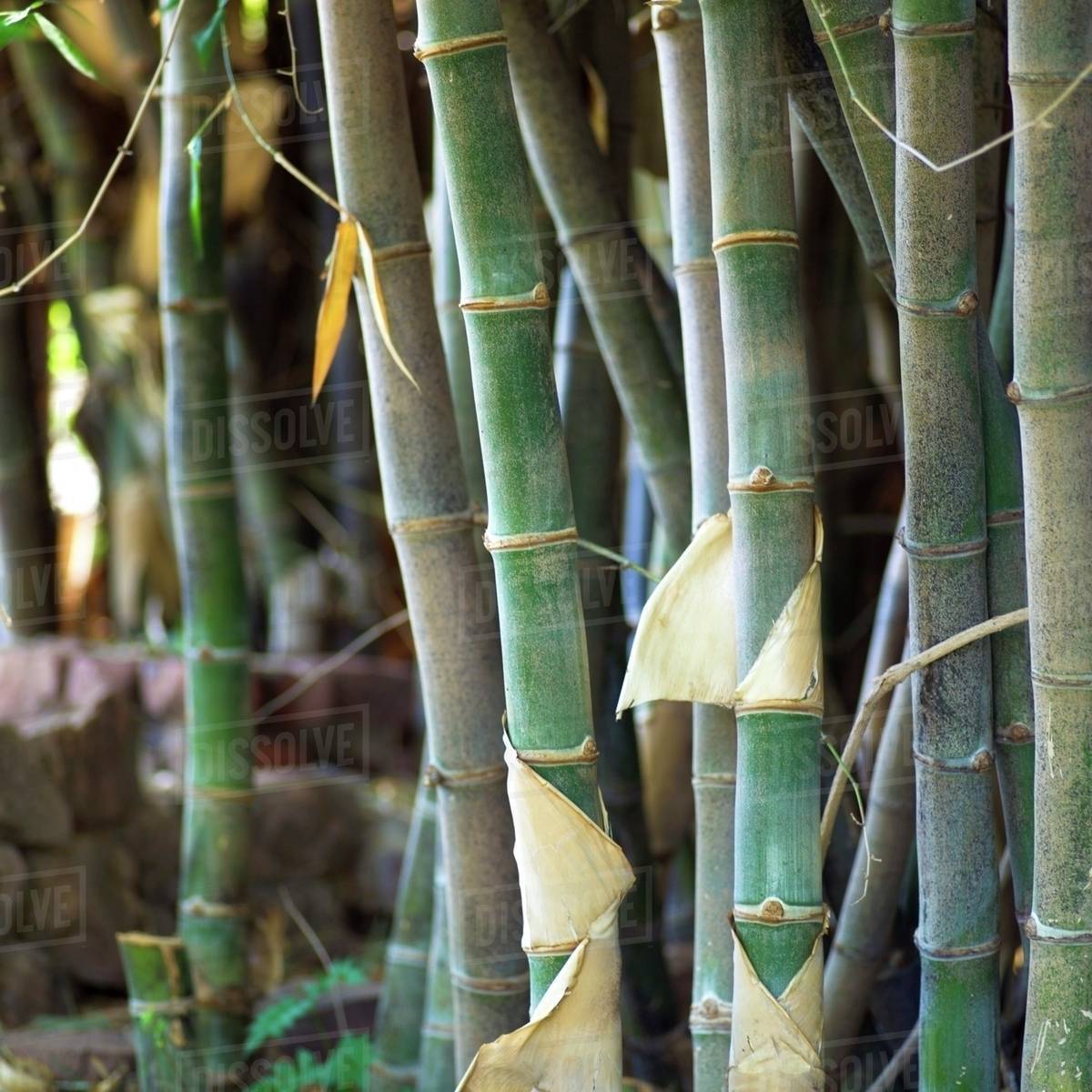 Plant Stalks - Royalty-free Stock Photo | Dissolve