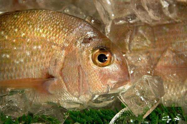 A Fish On Ice - Stock Photo - Dissolve