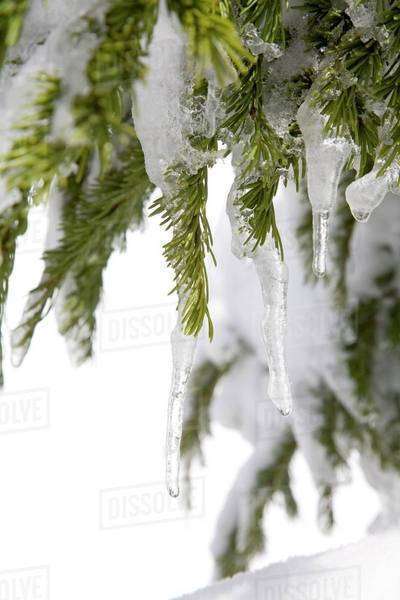 Spring Snow, Tree - Royalty-free Stock Photo | Dissolve